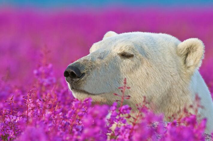 Animales disfrutan de la primavera en medio de coloridas flores_Spanish ...