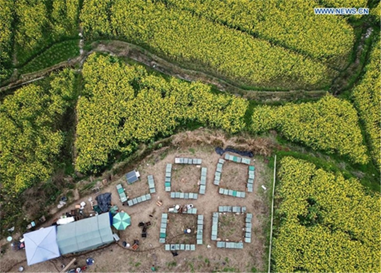 En fotos: granja de abej as entre flores de brassica en la aldea Pilin ...