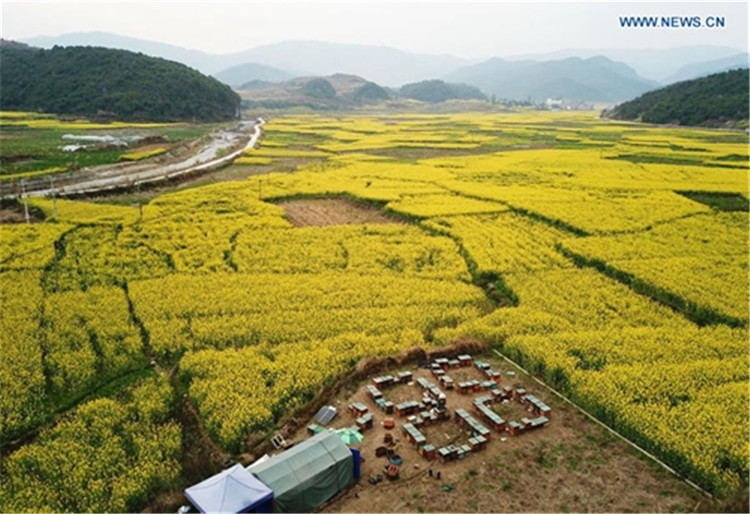 En fotos: granja de abej as entre flores de brassica en la aldea Pilin ...