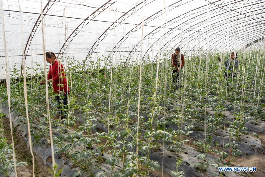 Xinjiang: Base agrícola en distrito Shache_Spanish.china.org.cn_中国最权威的 ...