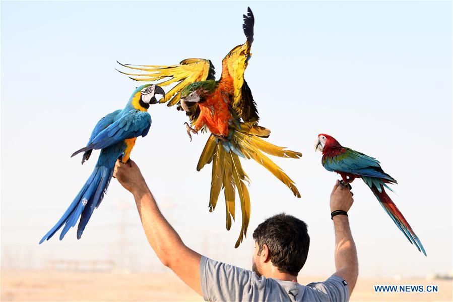 Exhibición de entrenamiento de loros en Kuwait_Spanish.china.org.cn_中国最 ...