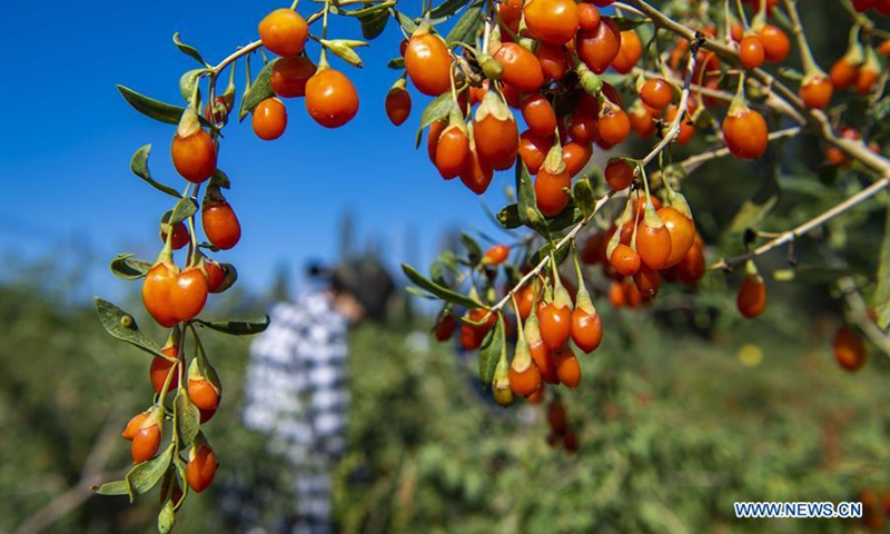 Los aldeanos cosechan bayas de goji en el condado de Jinghe, Xinjiang ...