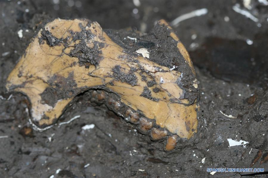 Yunnan: Fósiles de Mesopithecus que datan de unos 6,4 millones de años ...