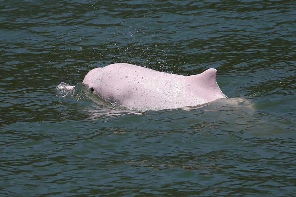 Delfines blancos chinos vuelven a Hong Kong como resultado de la ...