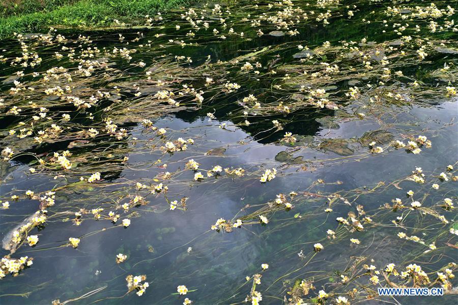 Guangxi: Vista aérea de la floreciente Ottelia acuminata en río ...