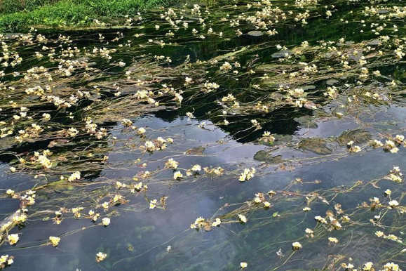 Guangxi: Vista aérea de la floreciente Ottelia acuminata en río ...