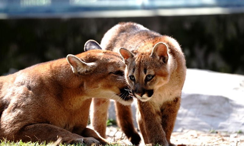 Zoológico de Shanghai da nombre a tres cachorros de puma_Spanish.china ...