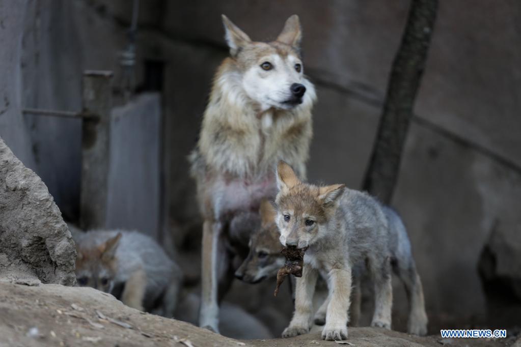 Cachorros de lobo mexicano en Zoológico de Chapultepec en México ...