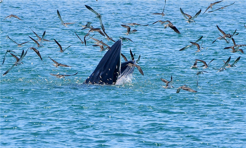 Hallan una pequeña ballena en bahía de Dapeng en Shenzhen_Spanish.china ...