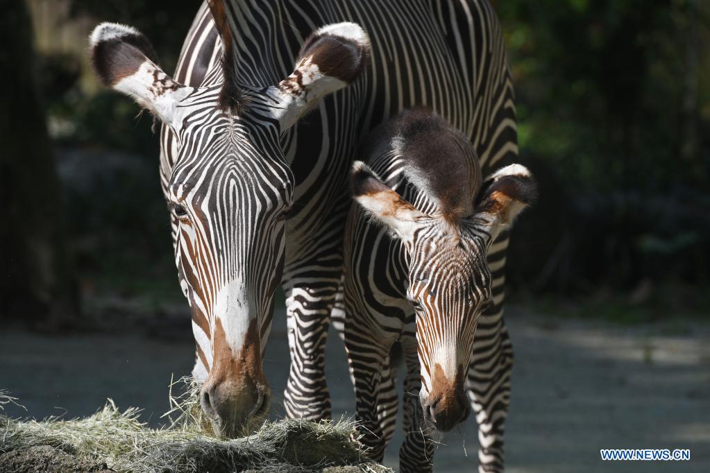Potro de cebra de Grévy hace primera aparición pública en zoológico de ...