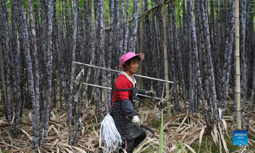 Agricultores cosechan caña de azúcar en Guangdong, sur de China_Spanish ...