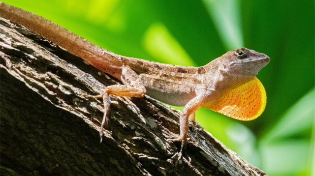Anolis pardo en Jardines de la Bahía en Singapur_Spanish.china.org.cn ...