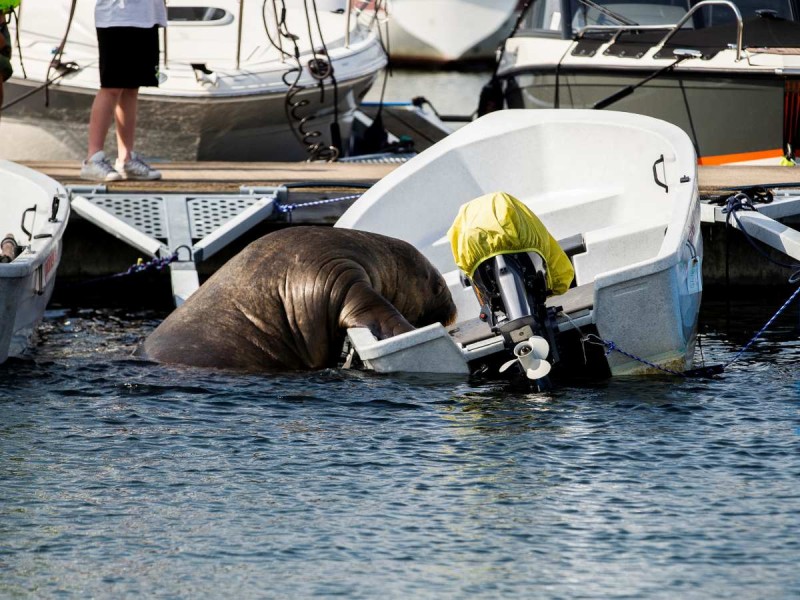 Sacrifican a 'Freya', la morsa más famosa de Noruega, por representar ...