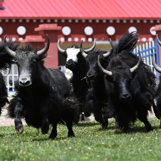 Investigadores chinos revelan secretos de adaptación del yak_Spanish ...