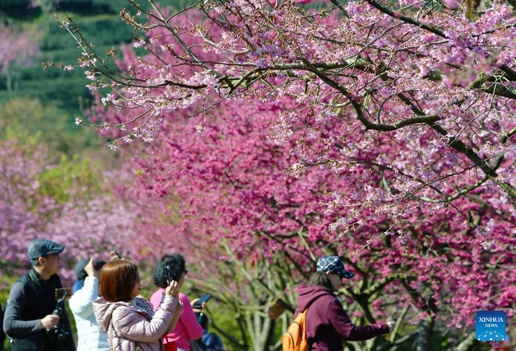 Paisaje de flores de cerezo en Yongfu, Fujian, China_Spanish.china.org ...