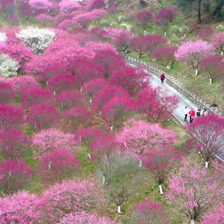 Personas disfrutan de la primavera en China_Spanish.china.org.cn_中国最权威的 ...