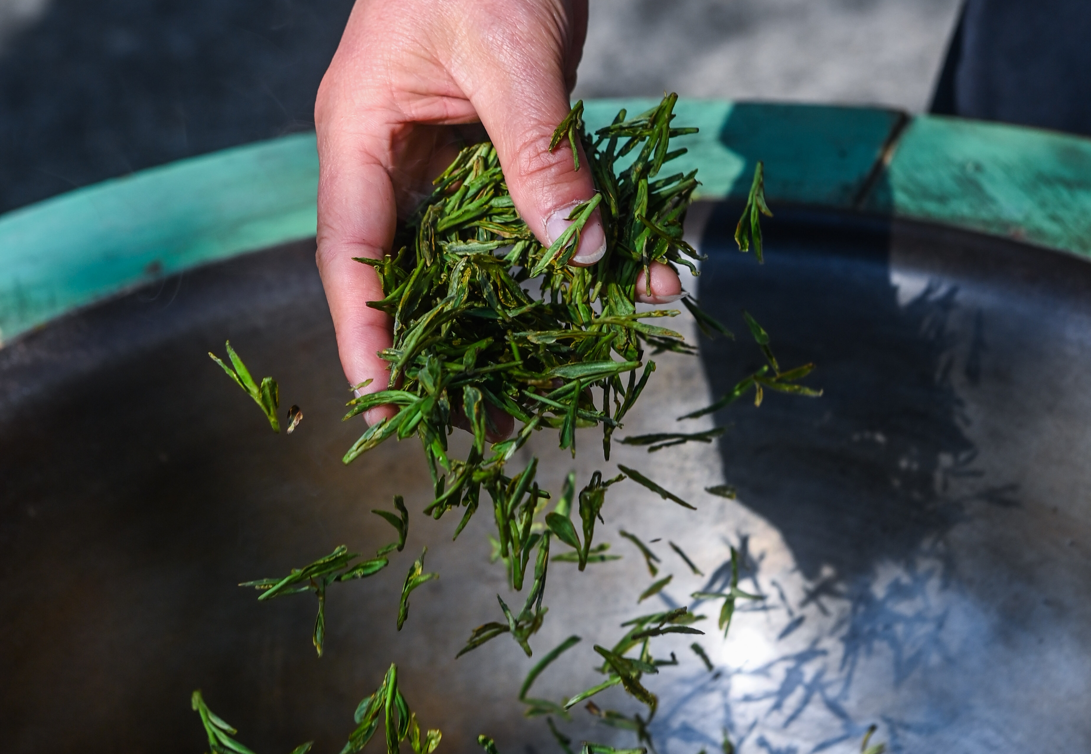 Comienza cosecha del famoso té Longjing al este de China_Spanish.china ...