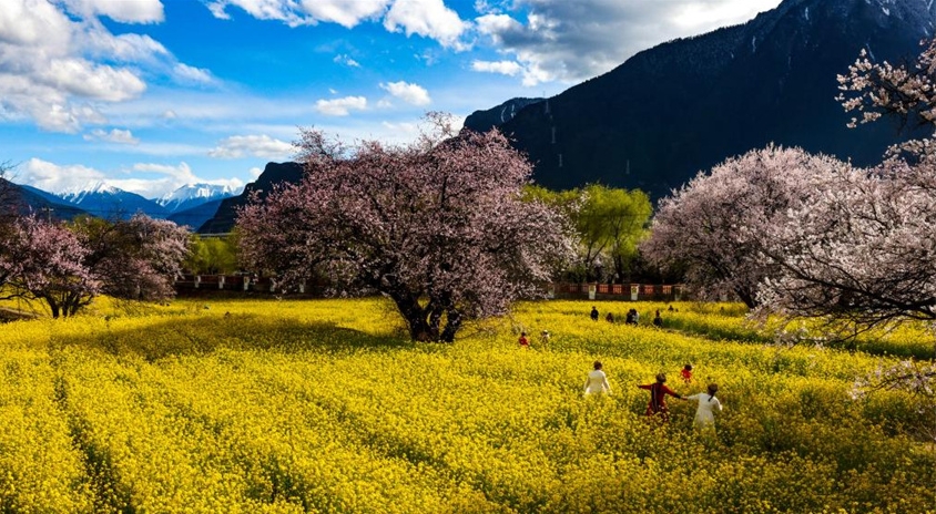En fotos: flores de durazno en la aldea de Gala, ciudad de Nyingchi, en ...