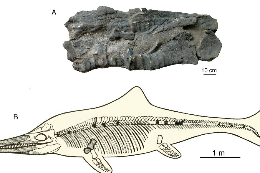 Fósiles de un "monstruo marino" prehistórico son descubiertos cerca del ...