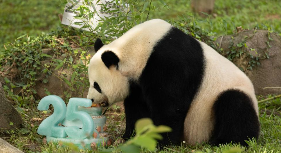 La panda gigante Mei Xiang celebra su 25º cumpleaños en zoológico de ...