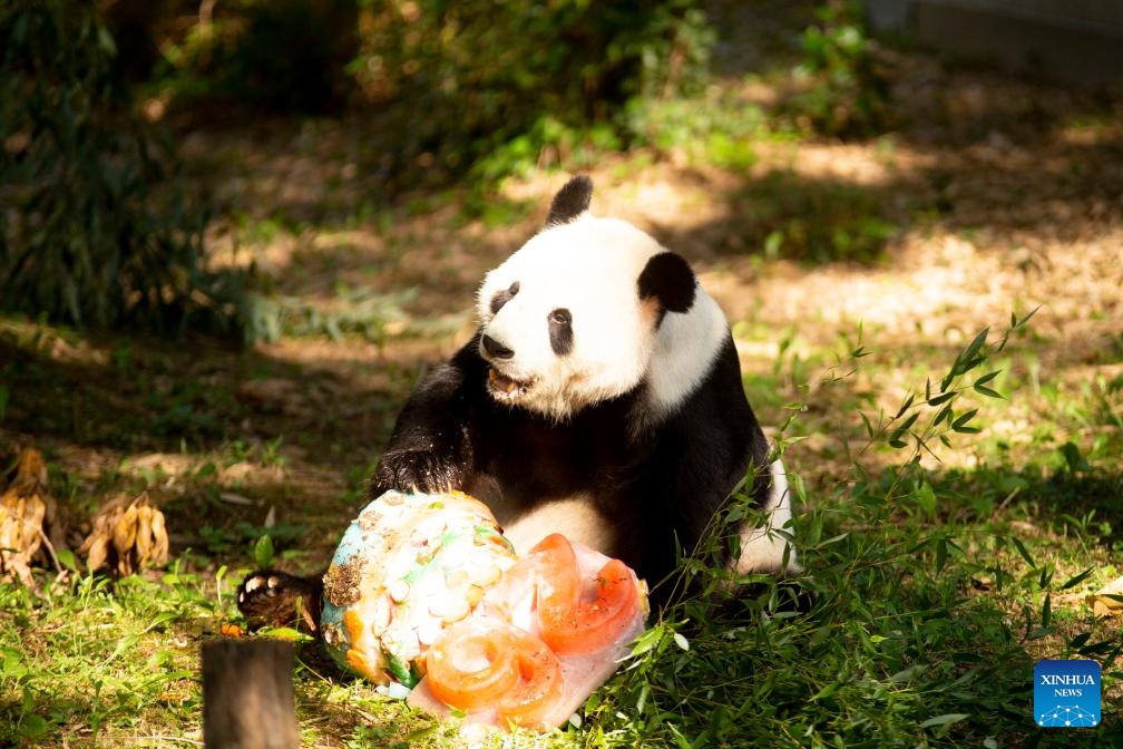 El panda gigante Tian Tian celebra su 26 cumpleaños en un zoológico de ...
