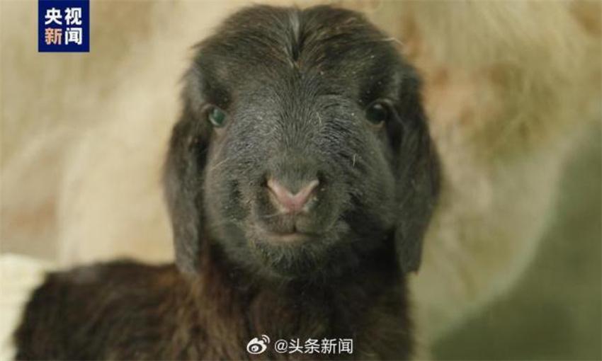 Primer clon de oveja tibetana en el mundo_Spanish.china.org.cn_中国最权威的 ...