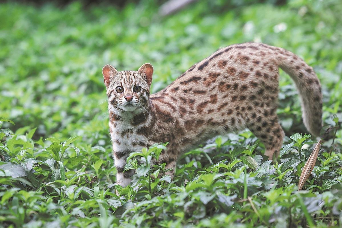 Un gato leopardo es rescatado y devuelto a su hábitat natural_Spanish ...