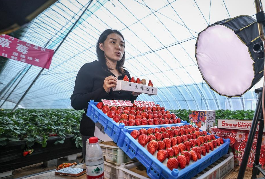 Las autoridades locales promueven la economía basada en la fresa en ...