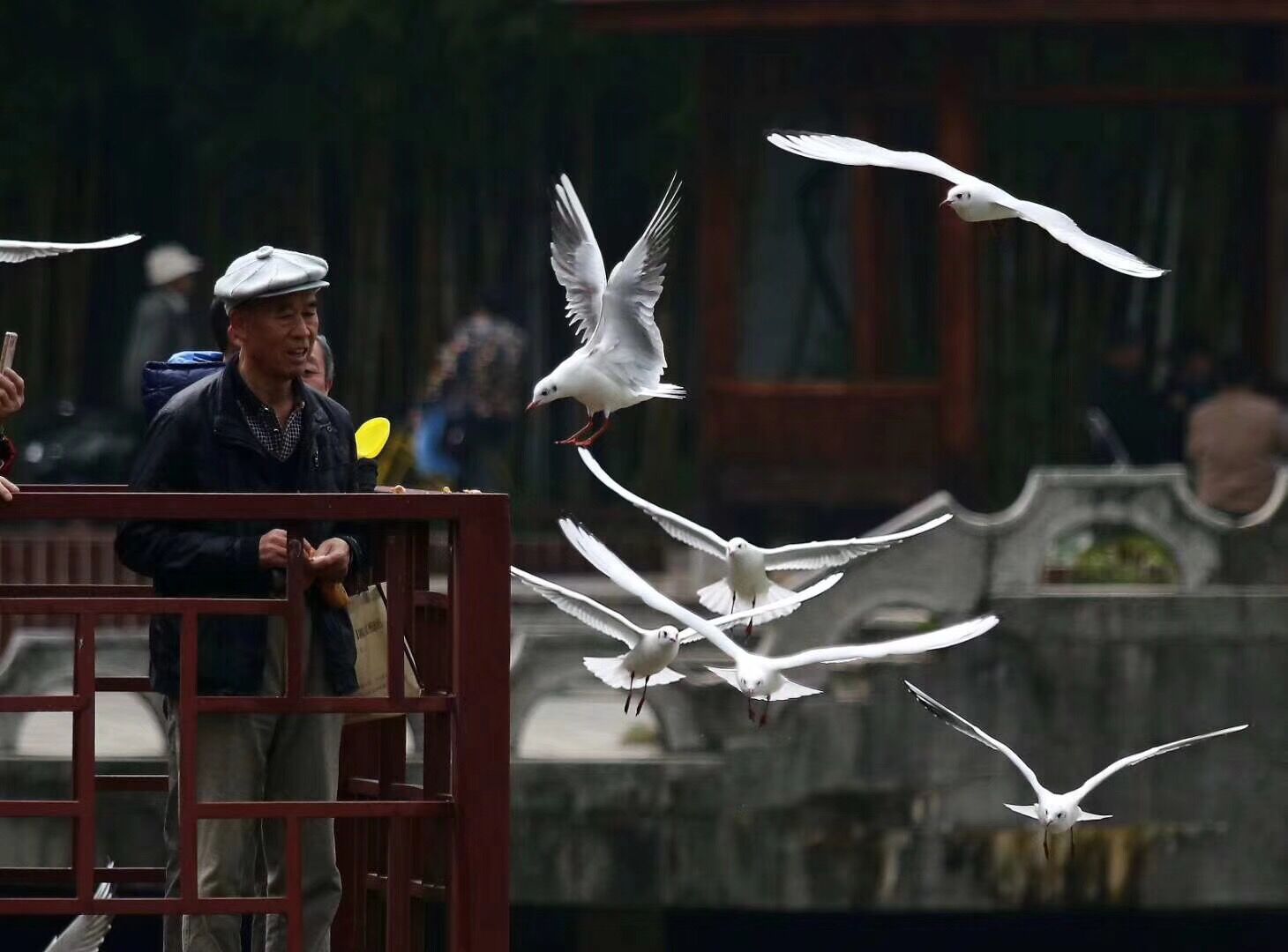 China's City of Spring sees increasing gull population- China.org.cn
