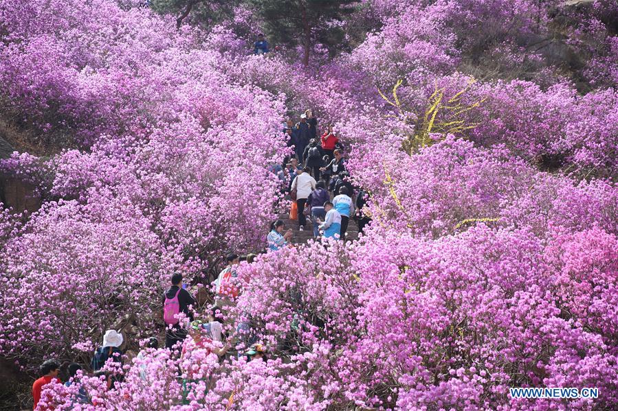 People enjoy spring flowers across China - China.org.cn