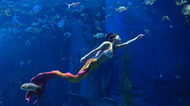 Visitors enjoy mermaid show at aquarium in Guiyang, China's Guizhou ...