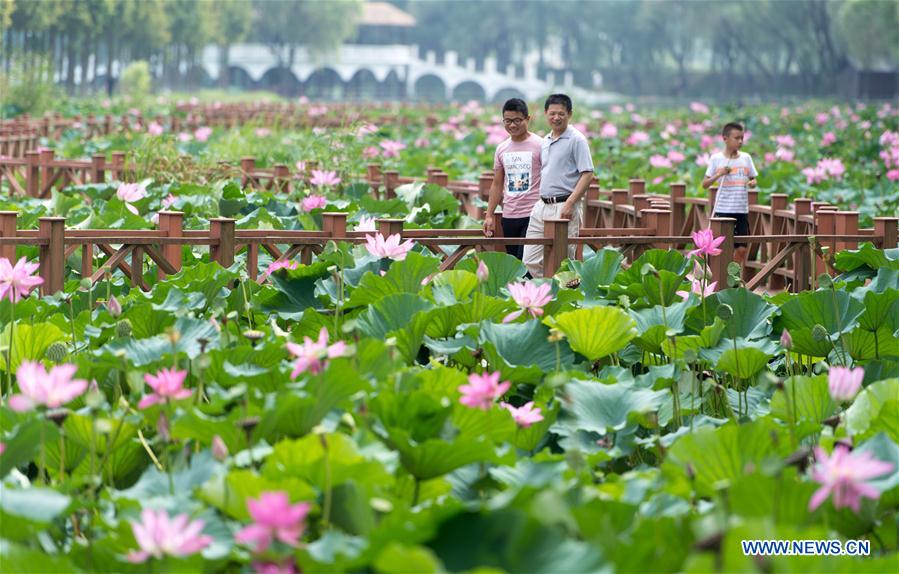 Government takes measures to rehabilitate Honghu Lake in China's Hubei ...