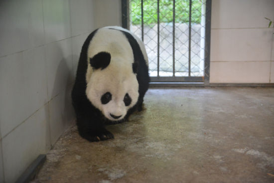 Giant panda Gao Gao returns home from America- China.org.cn