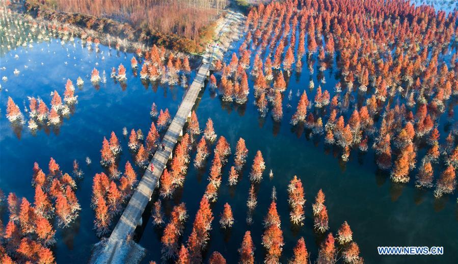 Wetland of dawn redwood in Dianwei Village, SW China's Yunnan - China ...