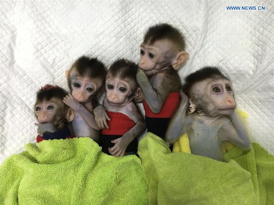 China clones gene-edited monkeys- China.org.cn