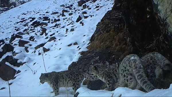 Snow leopard family spotted in SW China nature reserve- China.org.cn
