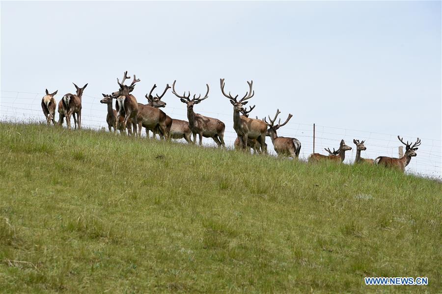 Red deer form scenery in China's Gansu- China.org.cn