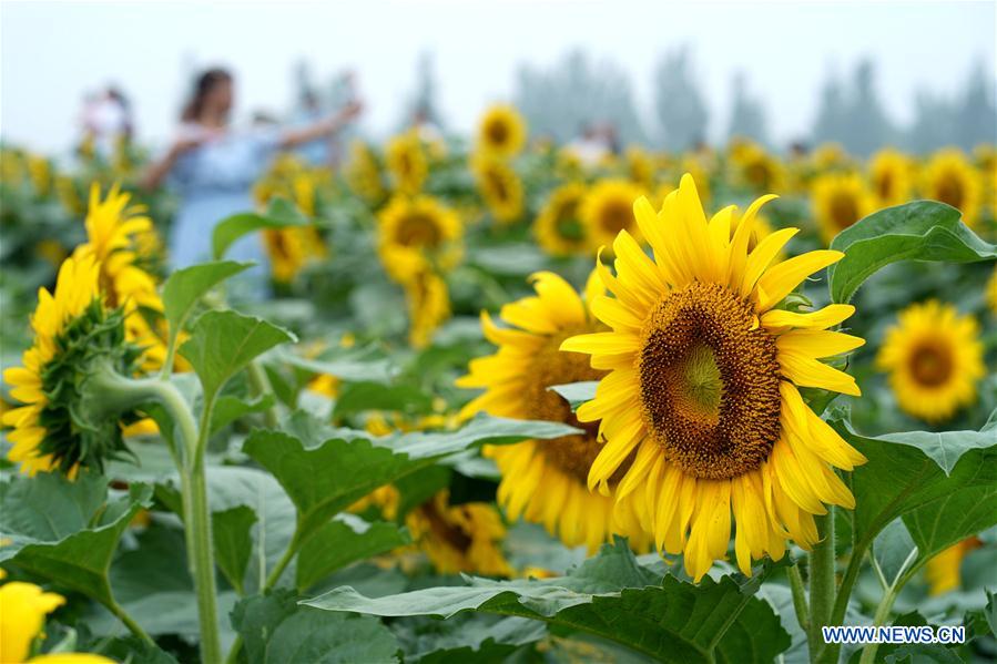 Sunflowers draw visitors to planting base in Shahe, N China - China.org.cn