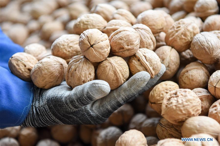Walnuts enter harvest season in Hotan County, China's Xinjiang- China ...