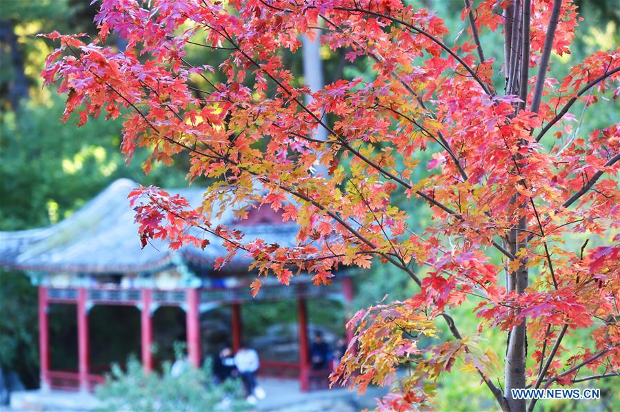 Autumn scenery at Xiangshan Park in Beijing- China.org.cn