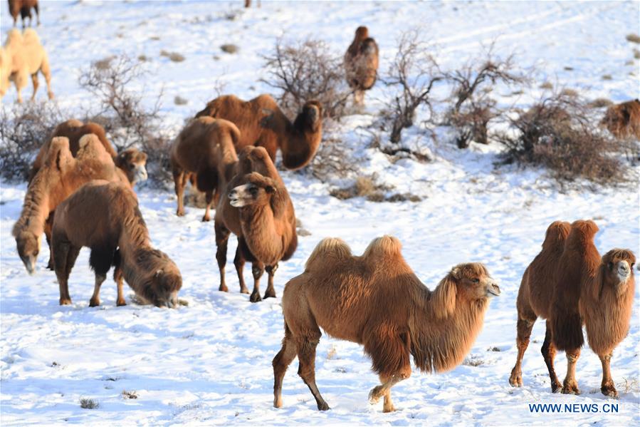 Camel-themed eco-tourism park in China's Xinjiang - China.org.cn