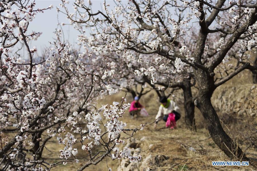 Farmers busy with spring ploughing across China- China.org.cn