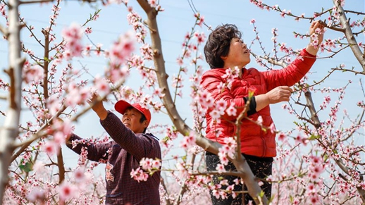Farmers busy with spring ploughing across China- China.org.cn
