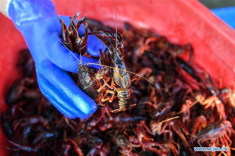 Crayfish-related industries in Jiangsu- China.org.cn