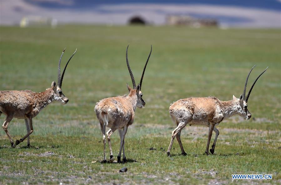 Tibetan antelopes at Qiangtang National Nature Reserve- China.org.cn