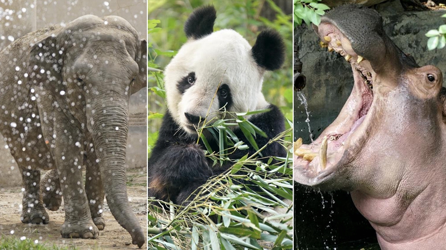Beijing Zoo prepares facilities to help animals fend off summer heat ...