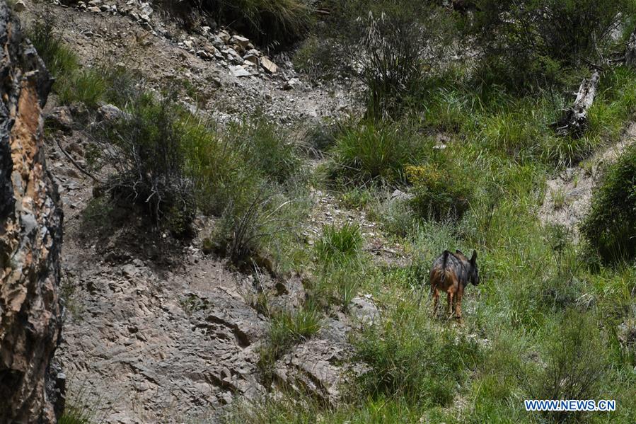Chinese serow seen at forest farm in Qinghai- China.org.cn
