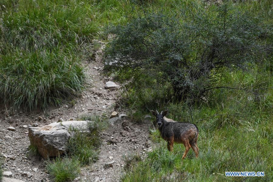 Chinese serow seen at forest farm in Qinghai- China.org.cn