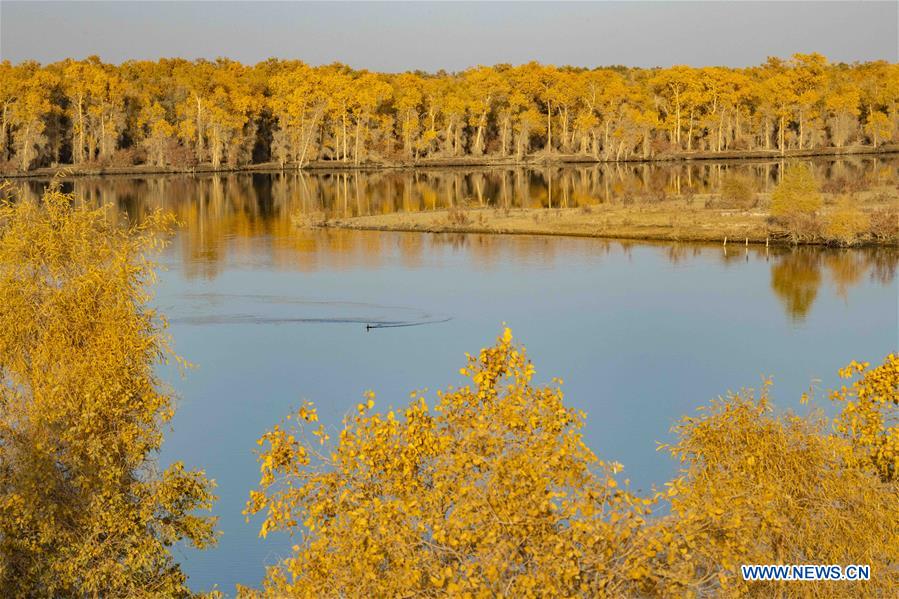 Autumn scenery of desert poplar forest along Tarim River in Xinjiang ...