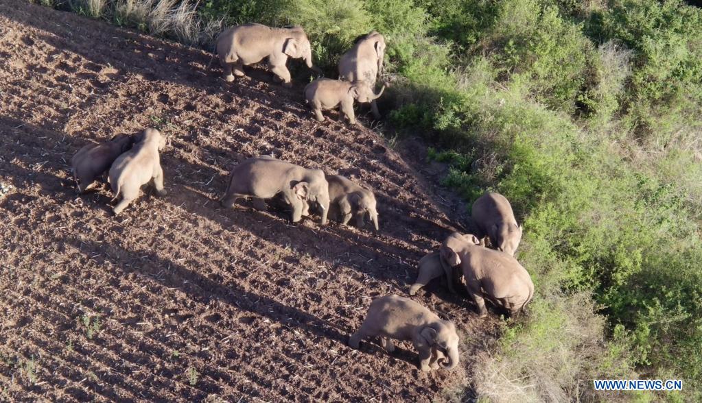 China's migrating elephant herd heads 9.3 km further north- China.org.cn